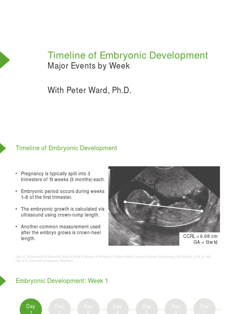 Slides - 13 67 - Timeline of Embryonic Development | PDF | Anatomy ...