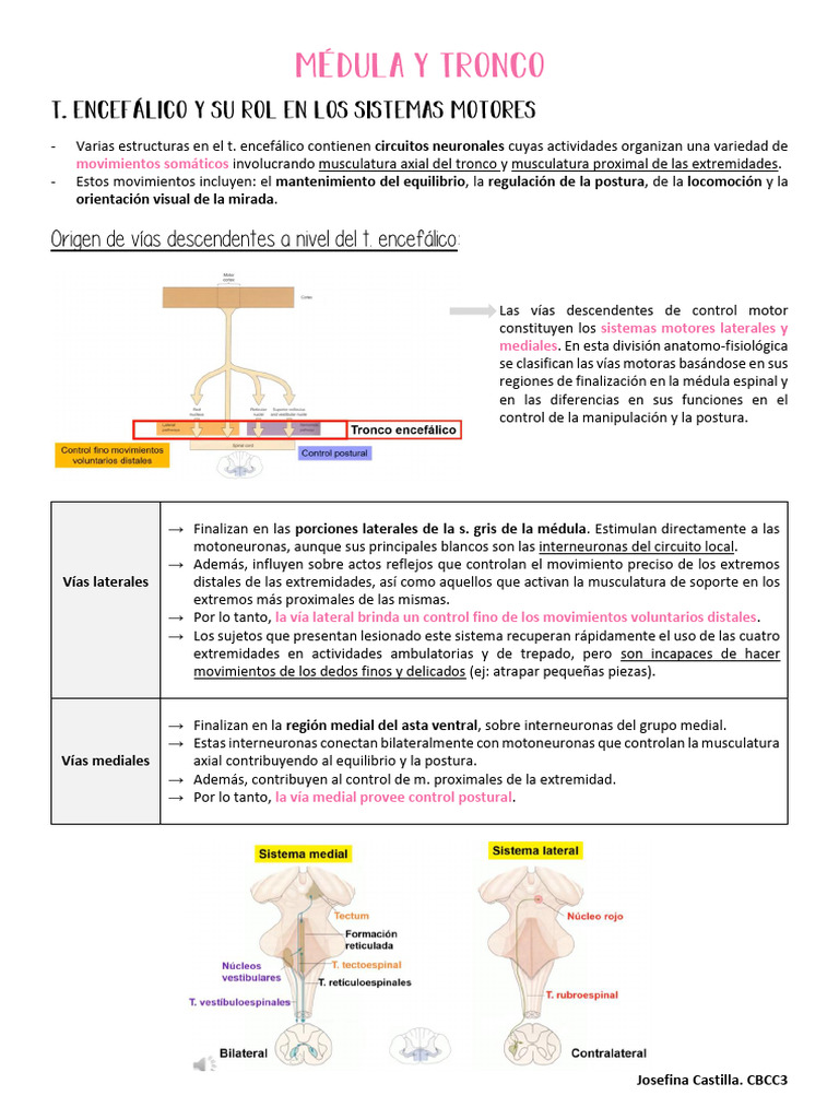 Médula y Tronco | PDF | Neurona | Médula espinal