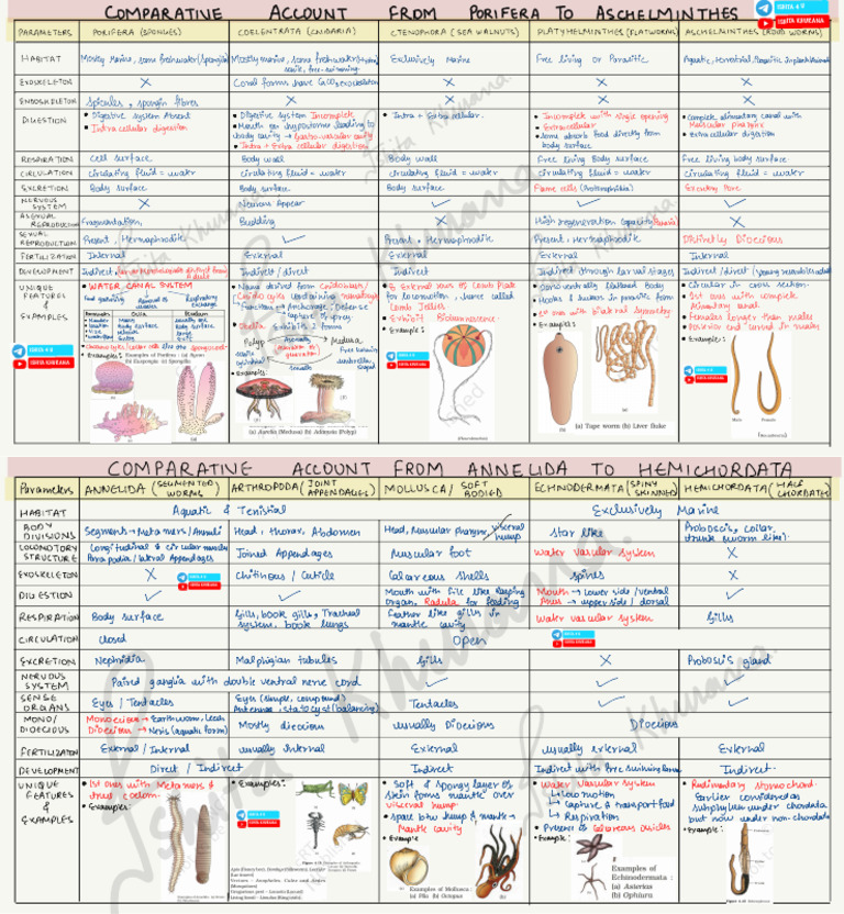 Animal Kingdom Flowchart Telegram - IsHITA 4 U | PDF