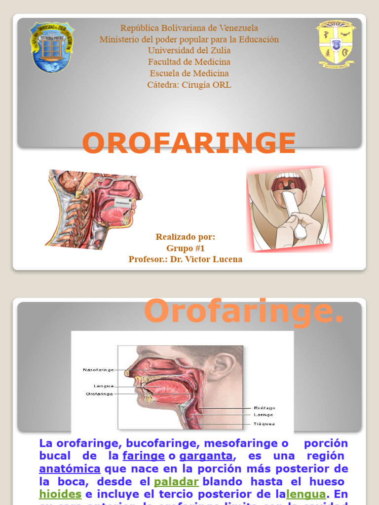 ORL Orofaringe y Cavidad Bucal | Descargar gratis PDF | Metástasis | Anatomía