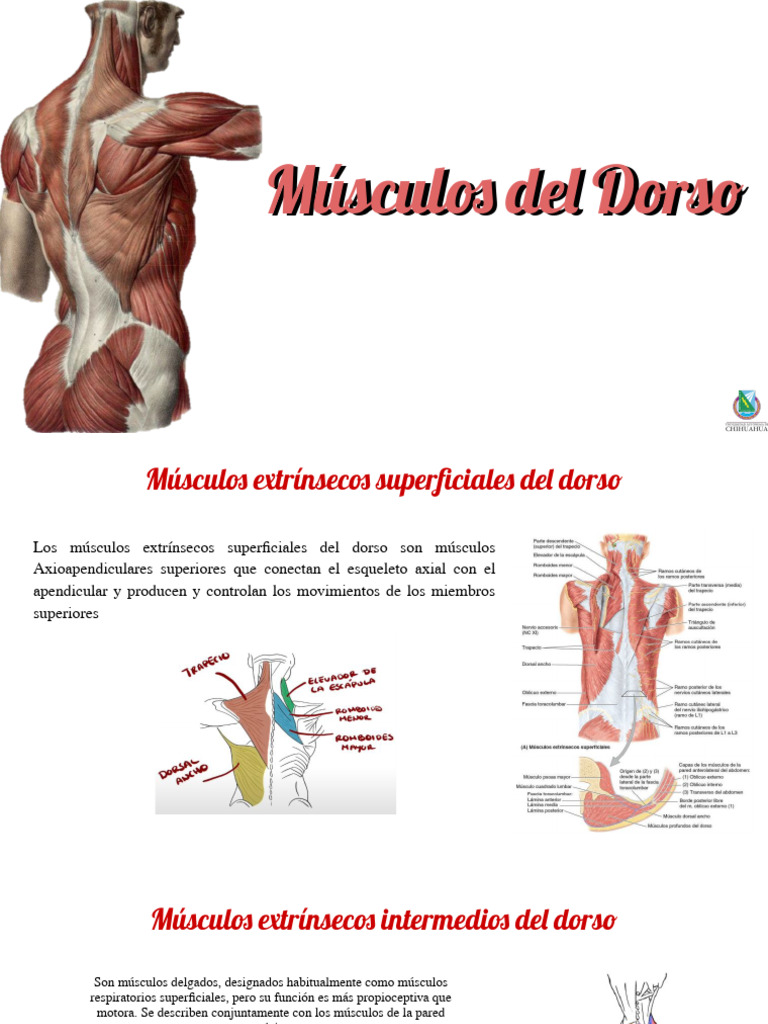 Musculos Del Dorso | PDF | La columna vertebral | Anatomía humana
