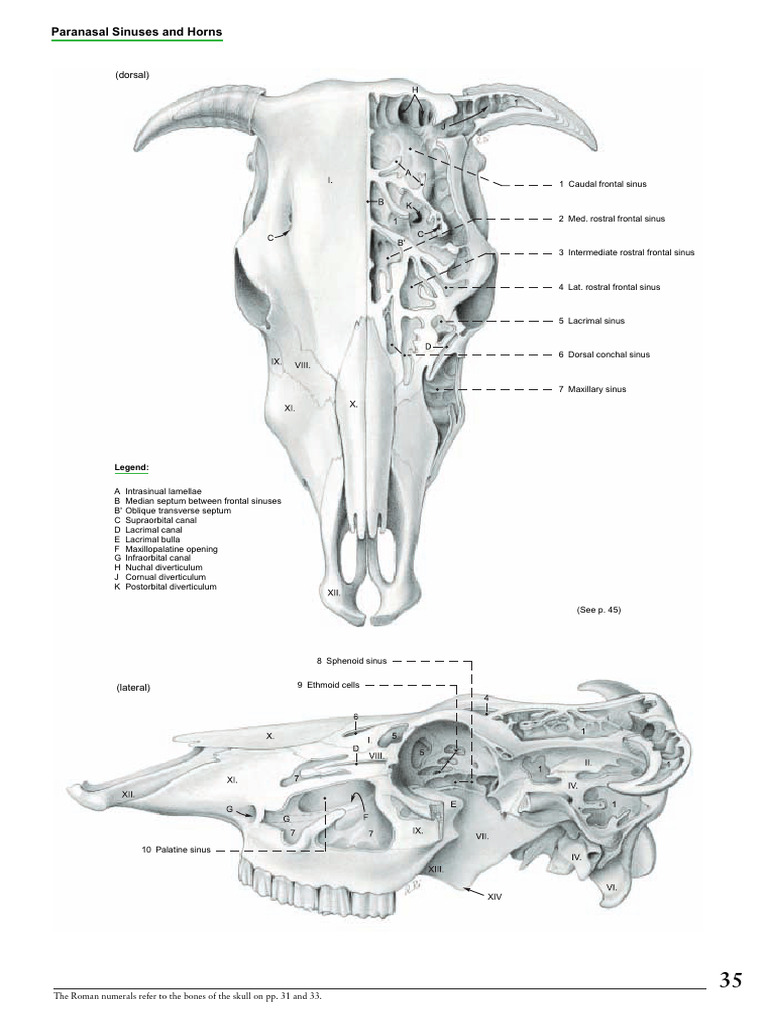 Paranasal Sinus Horns | PDF