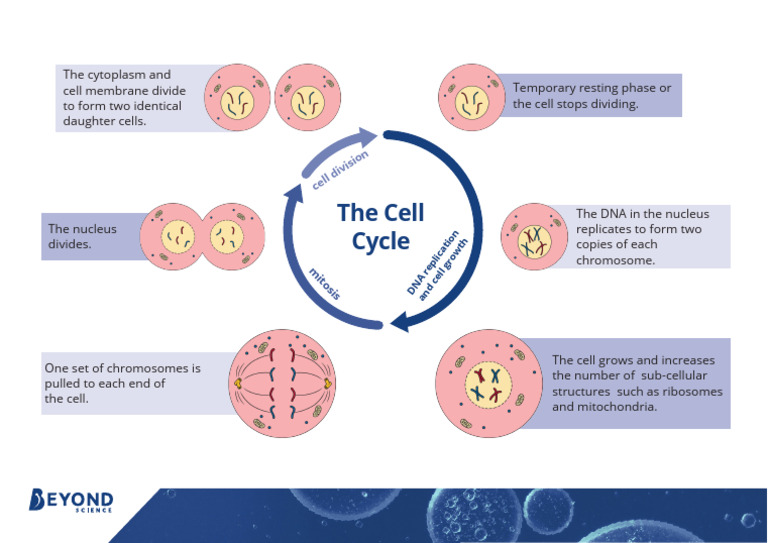 Cell Cycle Poster | PDF