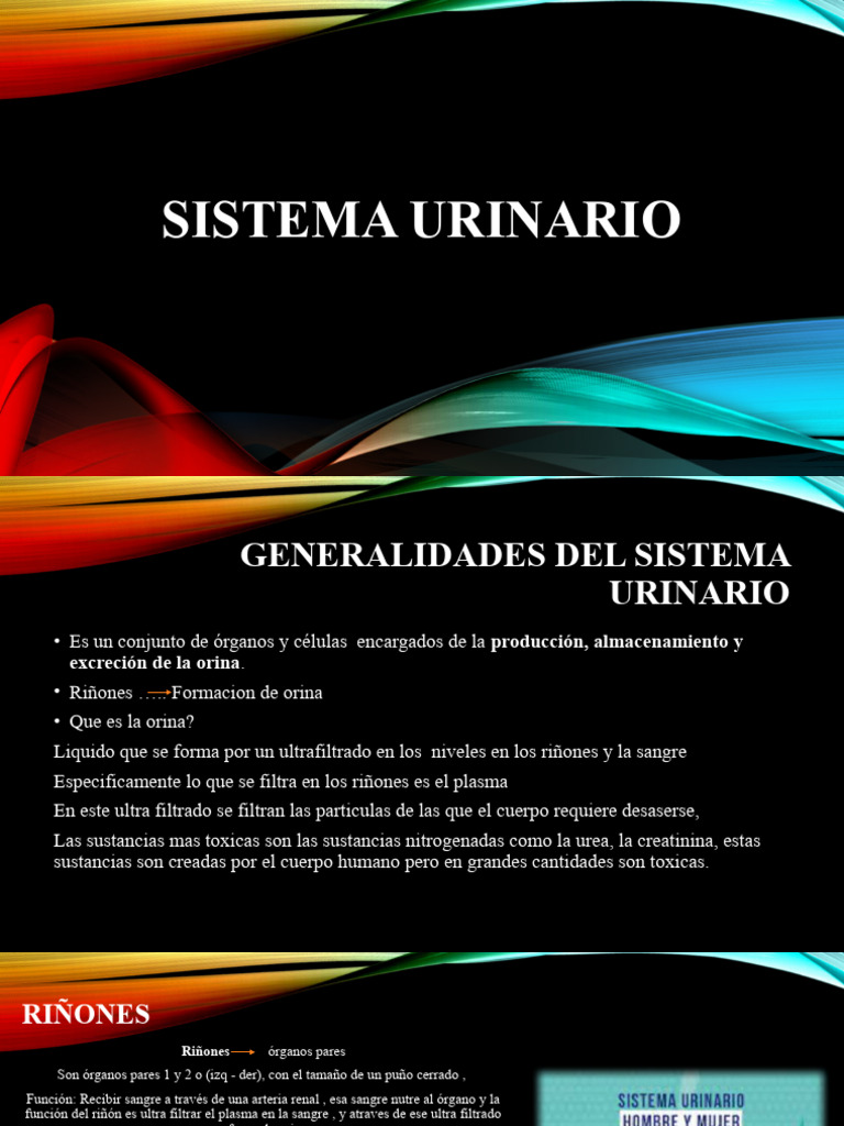 Sistema Urinario | PDF | Riñón | Sistema urinario