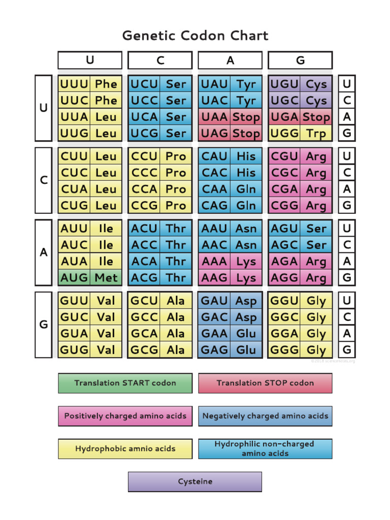 Genetic Cod On Chart | PDF