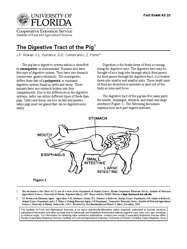 Pig Digestive System Diagram