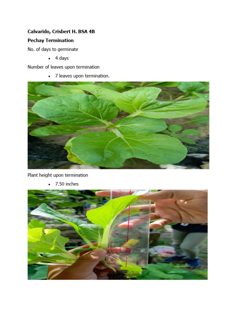 Pechay Germination and Growth Data | PDF