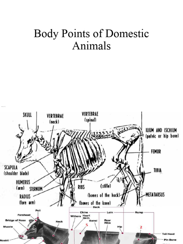 1 - Practical Body Points of Domestic Animals | PDF