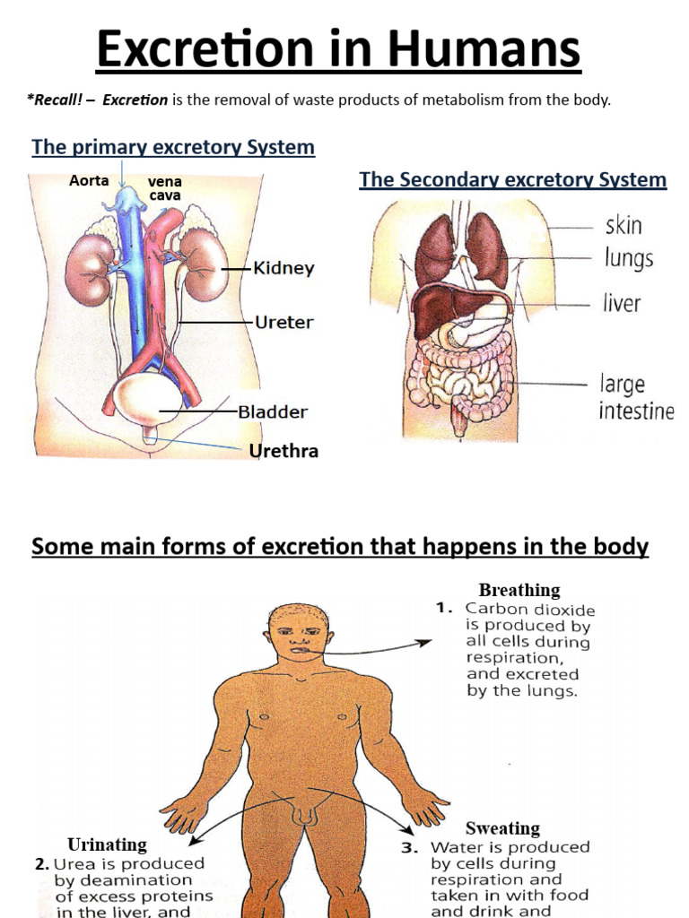 Bio 10, Excretion in Humans | PDF | Kidney | Urea