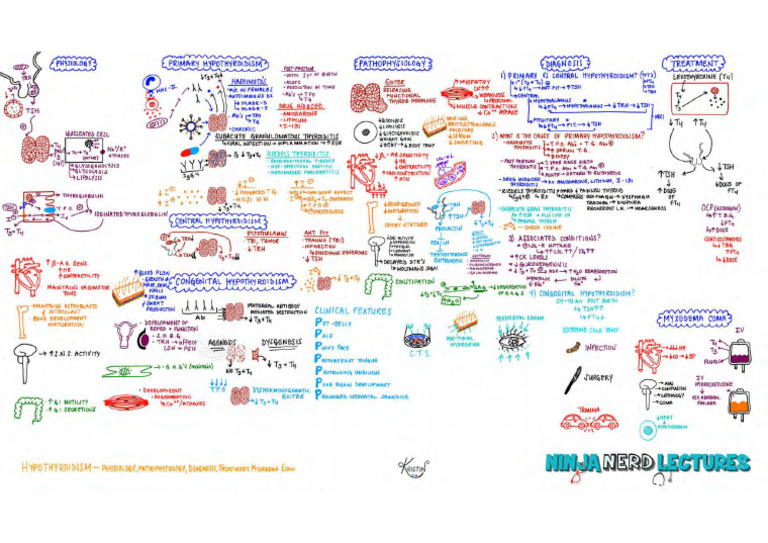 Endocrine Pathology) 04 Hypothyroidism - Key | PDF