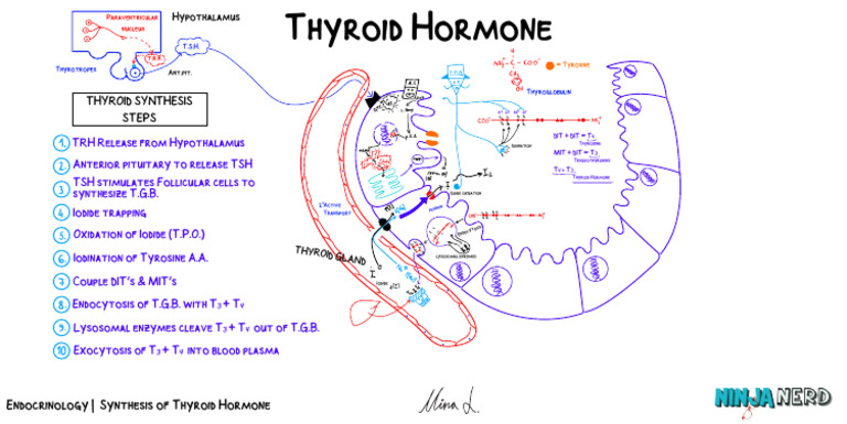 Endocrine Physiology) 8. Synthesis of Thyroid Hormone - Key | PDF