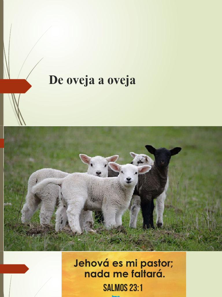 De oveja a oveja | PDF | Oveja