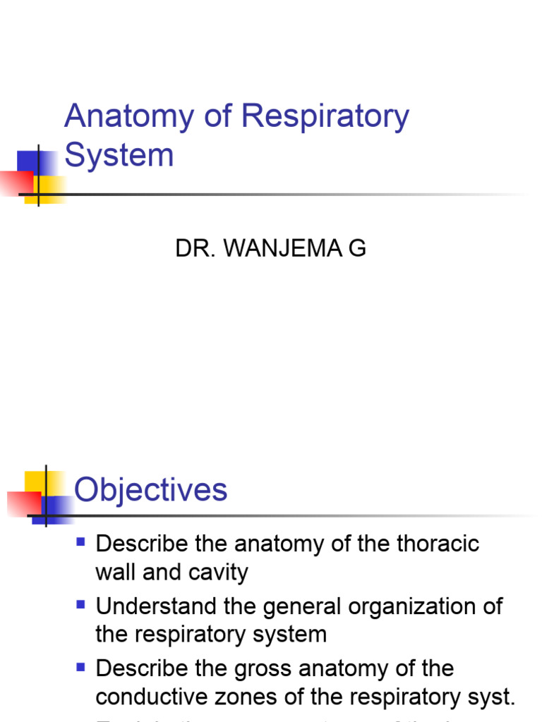 1.anatomy of Respiratory System | PDF | Respiratory Tract | Lung