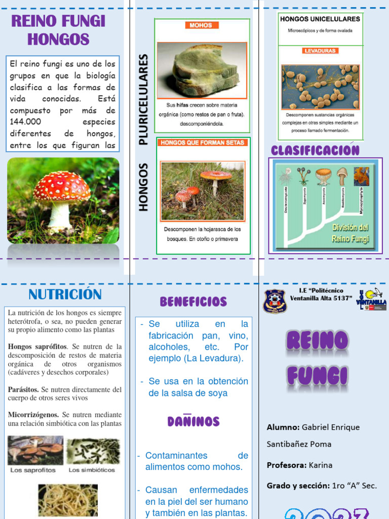 Triptico Reino Fungi | PDF