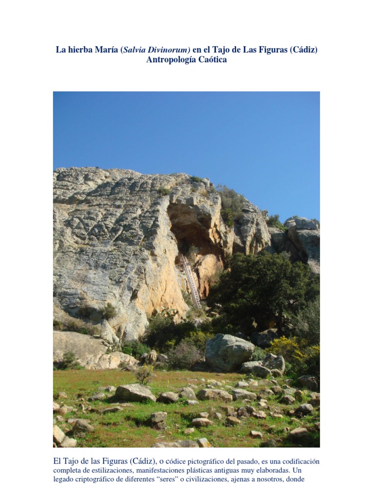 La hierba María _(Salvia Divinorum_) en el Tajo de Las Figuras _(Cádiz ...