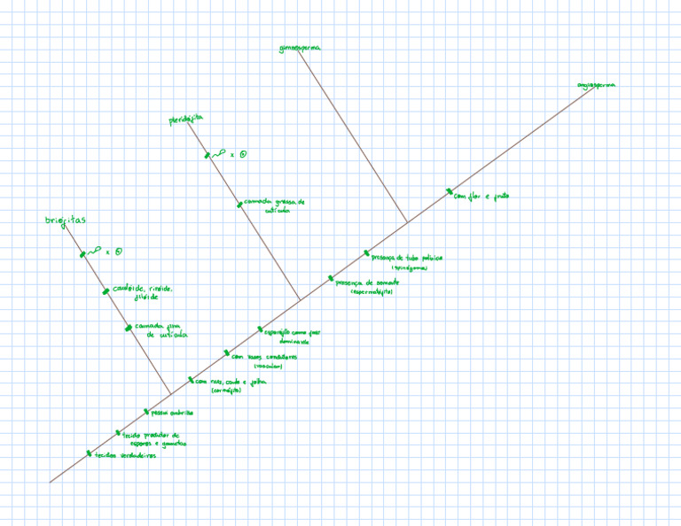 Cladograma Plantas | PDF