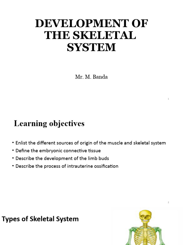 Development of The Skeletal System | PDF | Bone | Skull