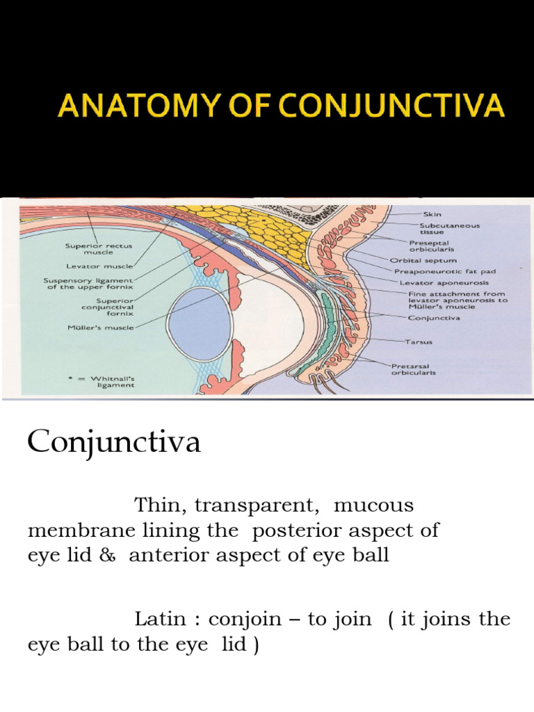 Anatomy and Functions of Conjunctiva | PDF | Epithelium | Morphology ...