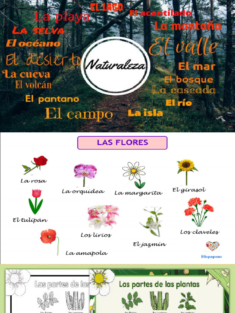 Tema 99 La Naturaleza en Español Vocabulario y Ejercicios. | PDF