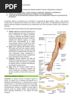 Anatomía del Húmero y sus Partes | PDF | Hombro | Sistema ...