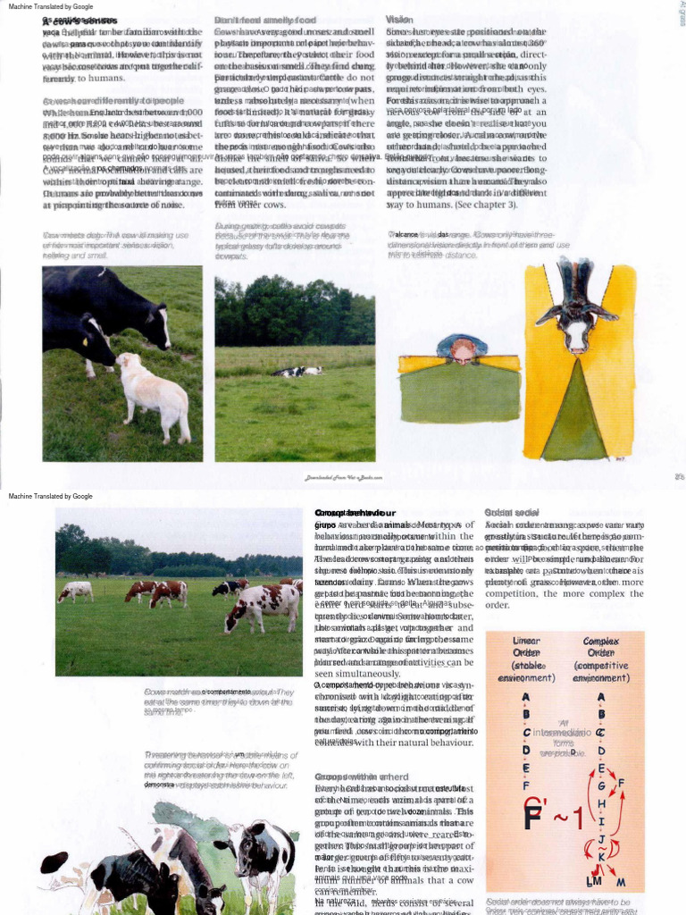 Cópia de Cow Signals, A Practical Guide For Dairy Farm Management-2 ...