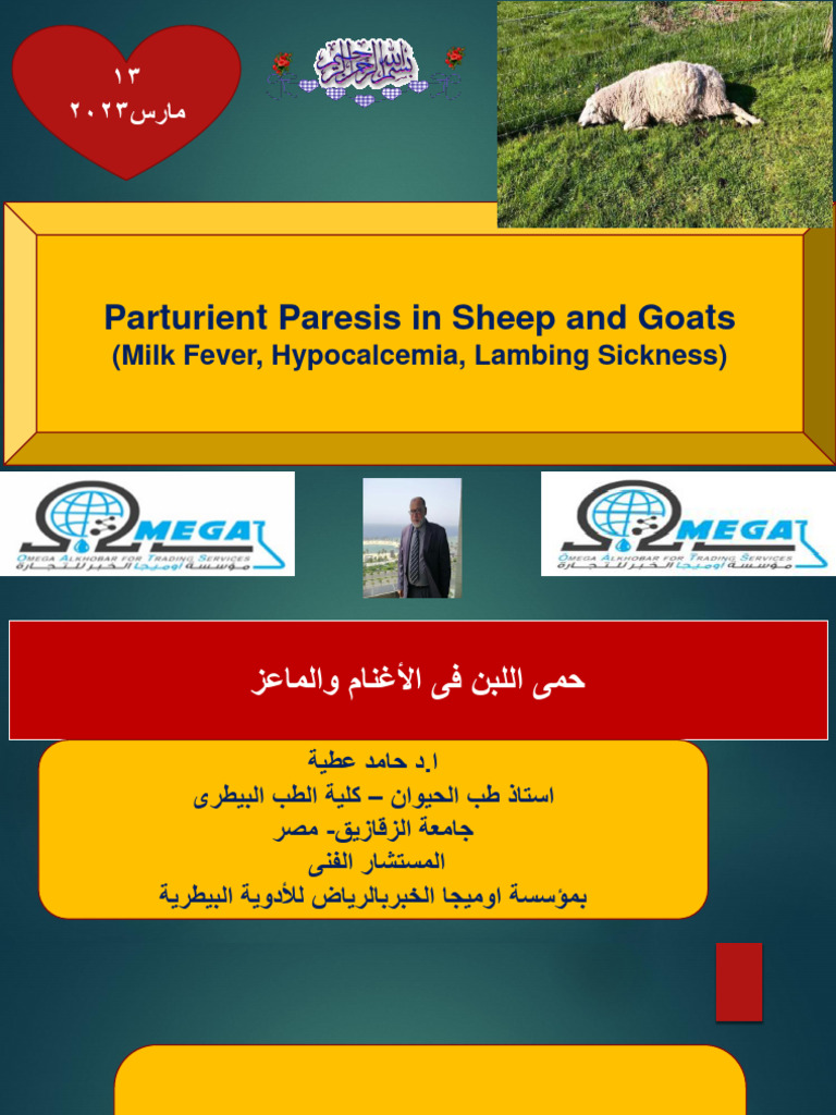 Milk Fever in Sheep | PDF