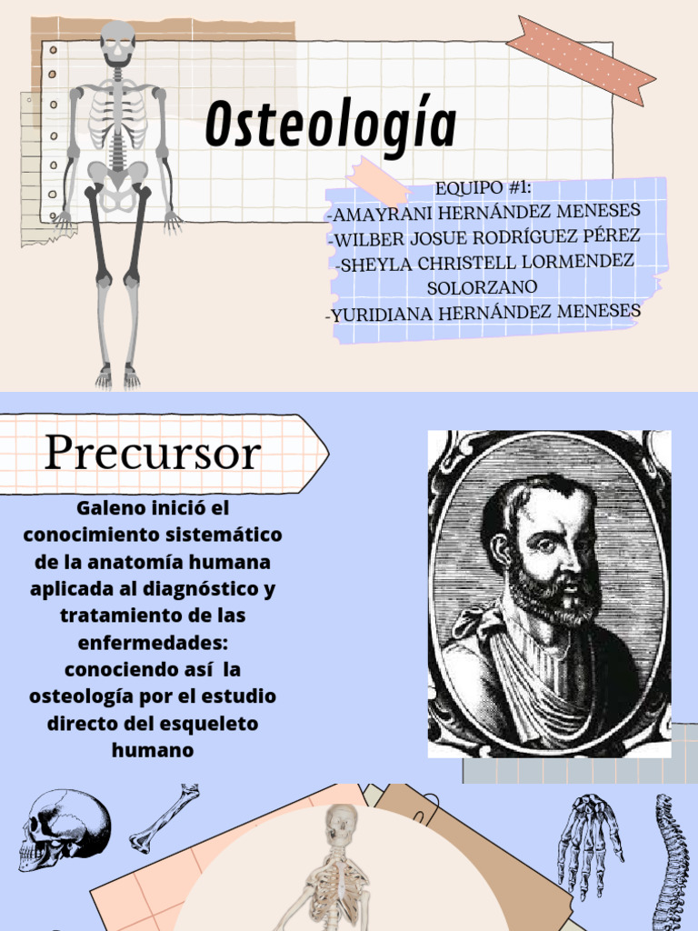 Osteología y Alineación Alphabiotica | PDF | La columna vertebral | Tórax