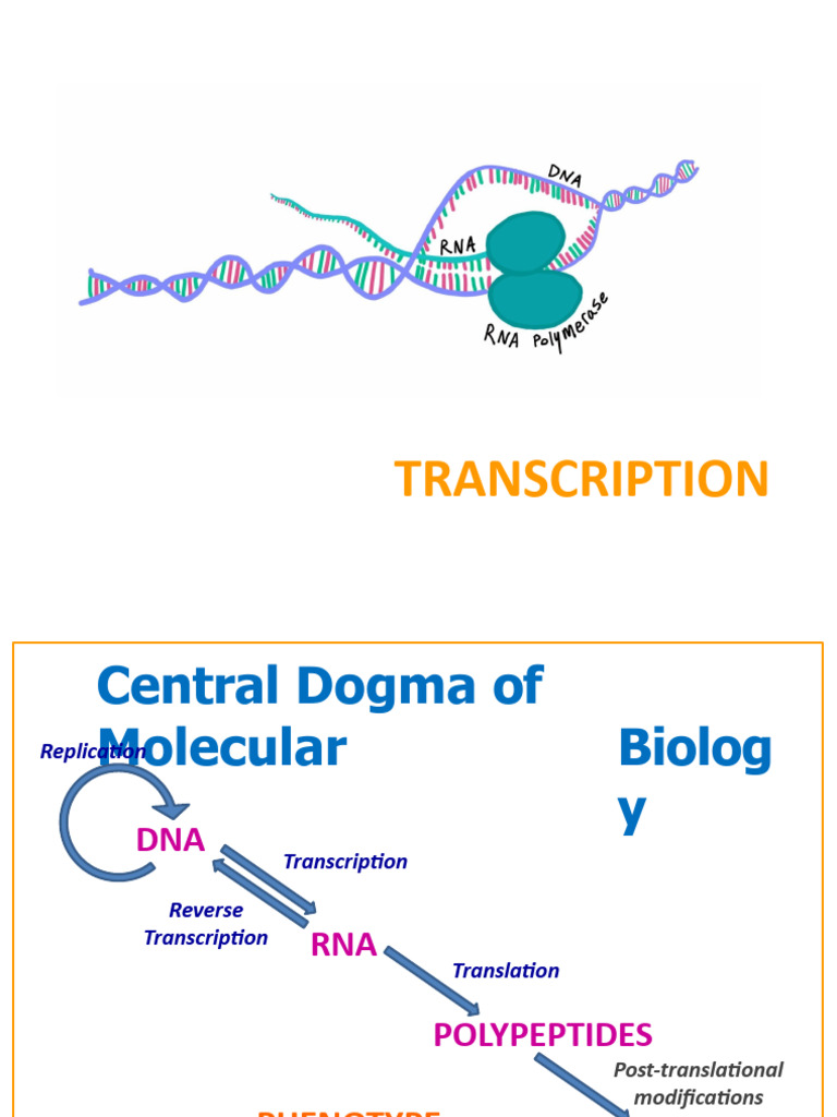 Molecular Biology Transcription Guide | PDF | Rna Splicing | Rna