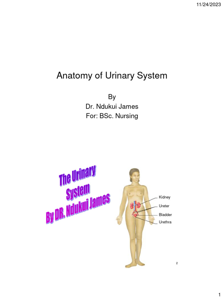 Urinary System Anatomy Overview | PDF | Kidney | Morphology (Biology)
