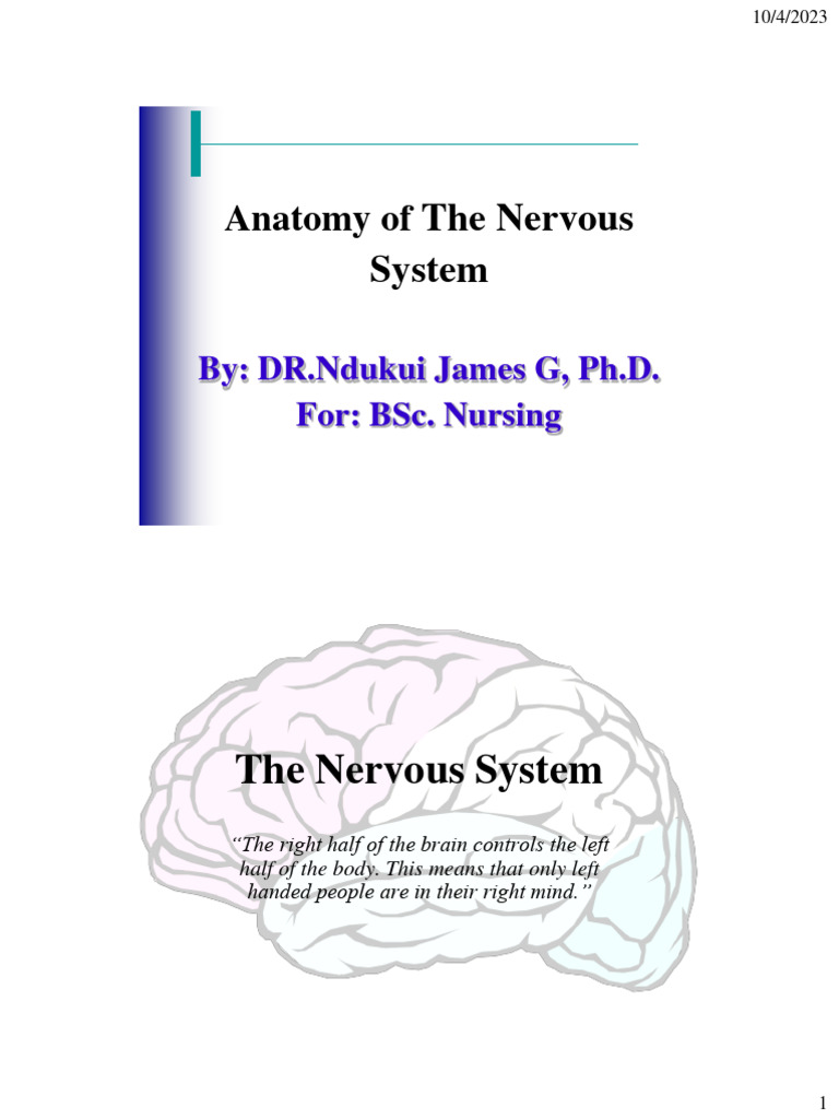 Anatomy of Nervous System Notes | PDF | Axon | Nervous System