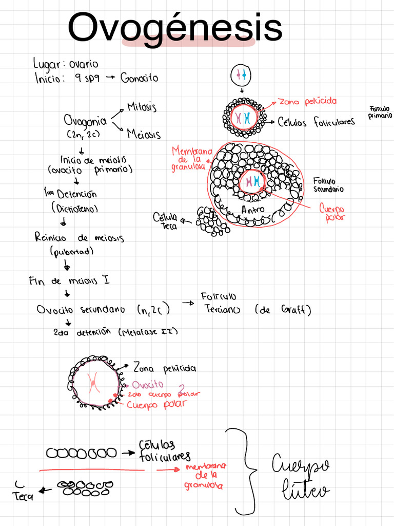 Ovogénesis | PDF | Interacciones biológicas | Procesos celulares