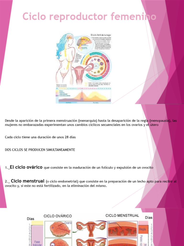 Ciclo Reproductivo | PDF
