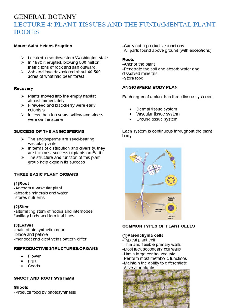 Lecture 4 - Plant Tissues | PDF