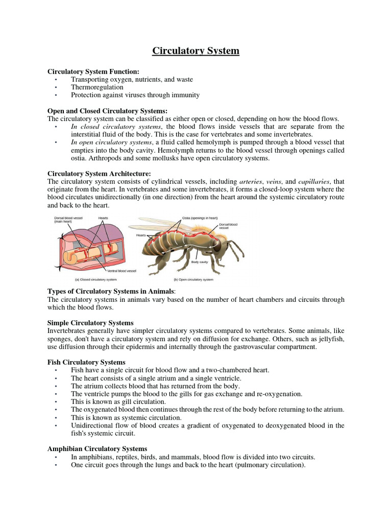Circulatory System Notes | PDF | Blood Type | Tissue (Biology)