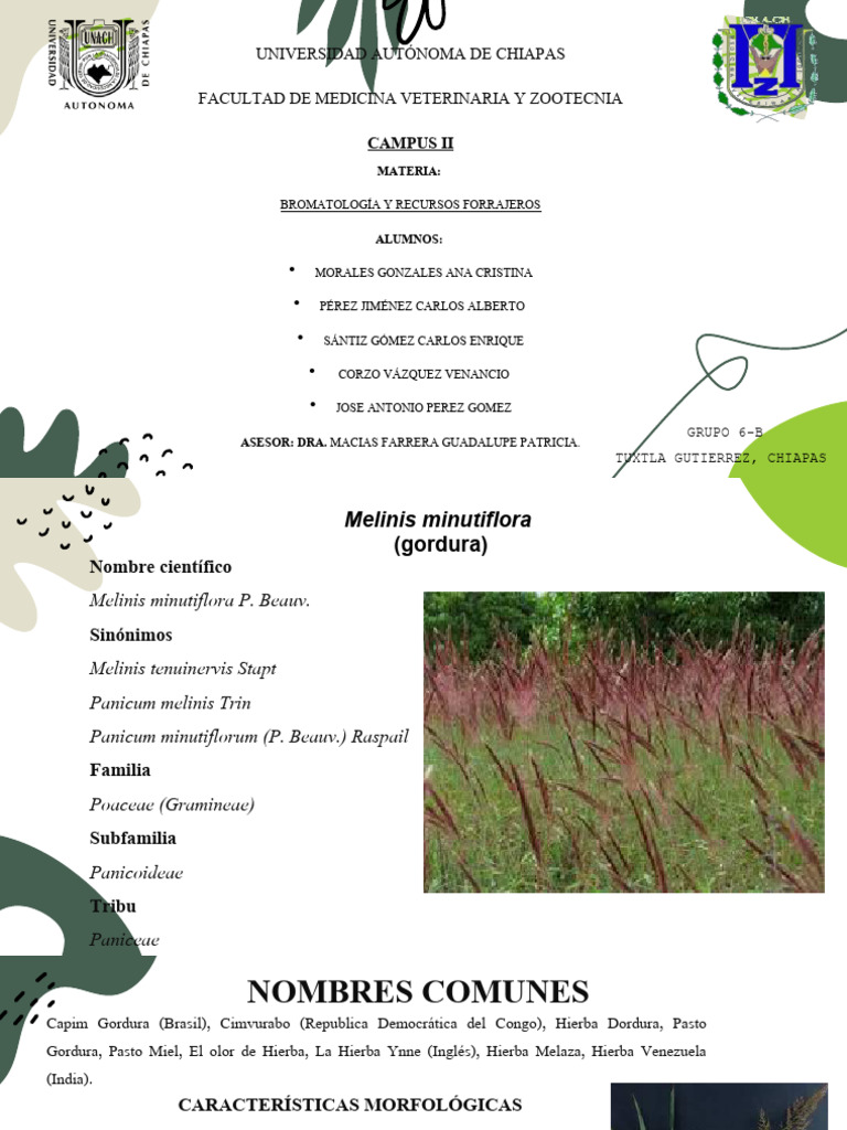 Valor Nutricional de Pastos Tropicales | PDF | Pasto | Semilla