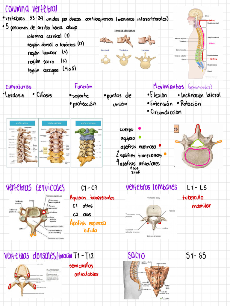 Vertebras | PDF | Vértebra | La columna vertebral