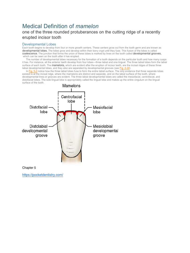Mamelons Histology | PDF