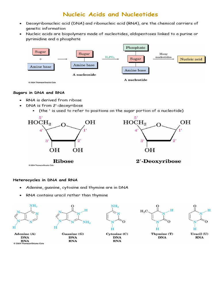 Nucleic Acid | PDF