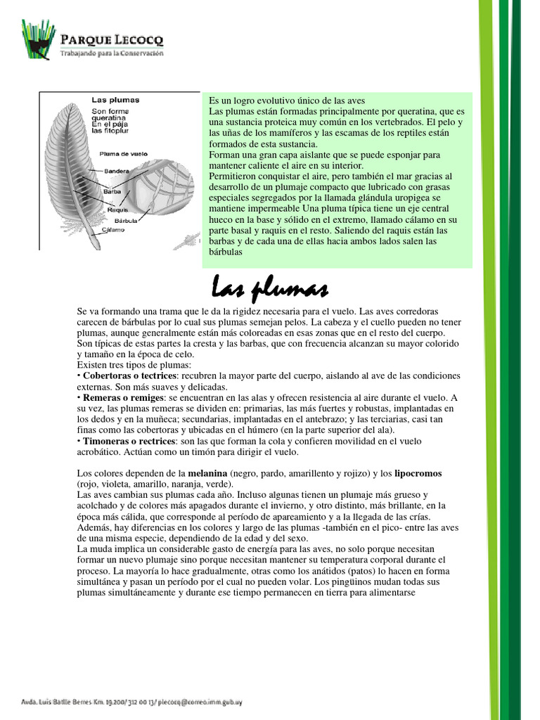 Las Plumas 0 | PDF | Pluma | Aves
