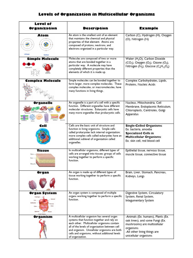 Levels of Organization Handout | PDF | Cell (Biology) | Organisms