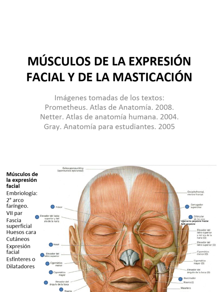 Músculos de La Expresión Facial y La Masticación | PDF