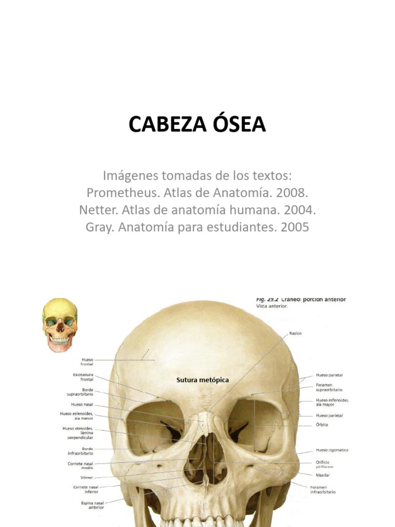 Anatomía Cabeza Ósea | PDF