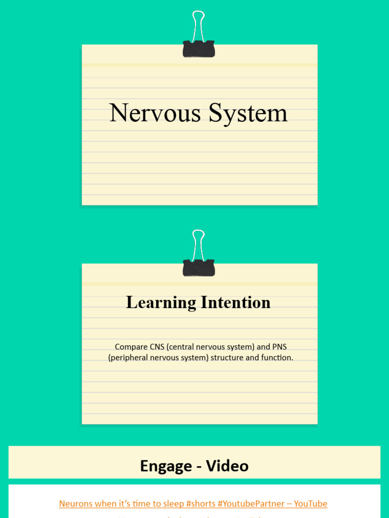 Nervous System Basics for Students | PDF | Nervous System | Central ...
