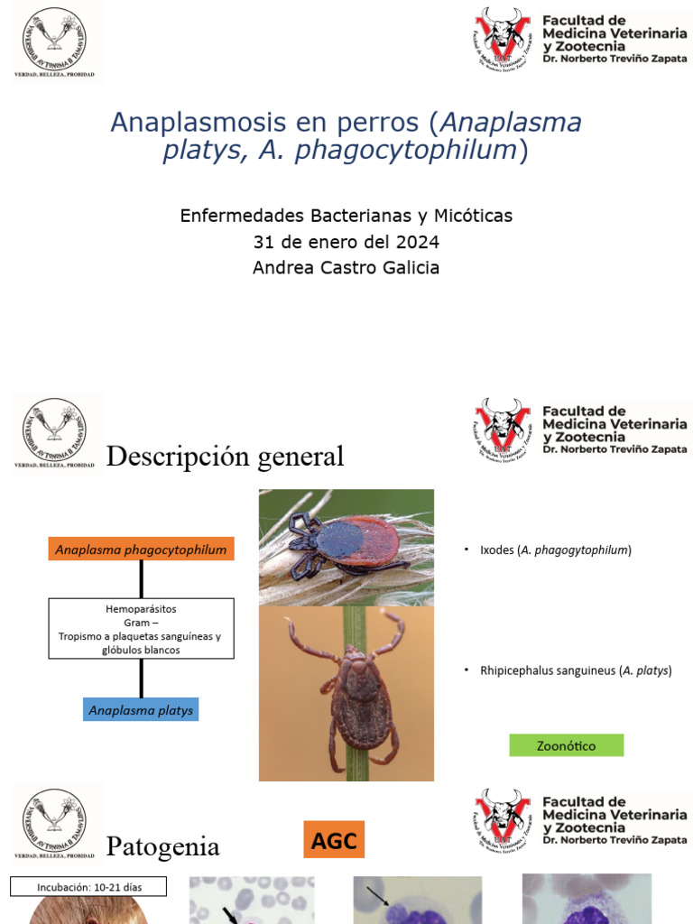Anaplasmosis en Perros-Andrea Castro Galicia | PDF | Medicina CLINICA ...