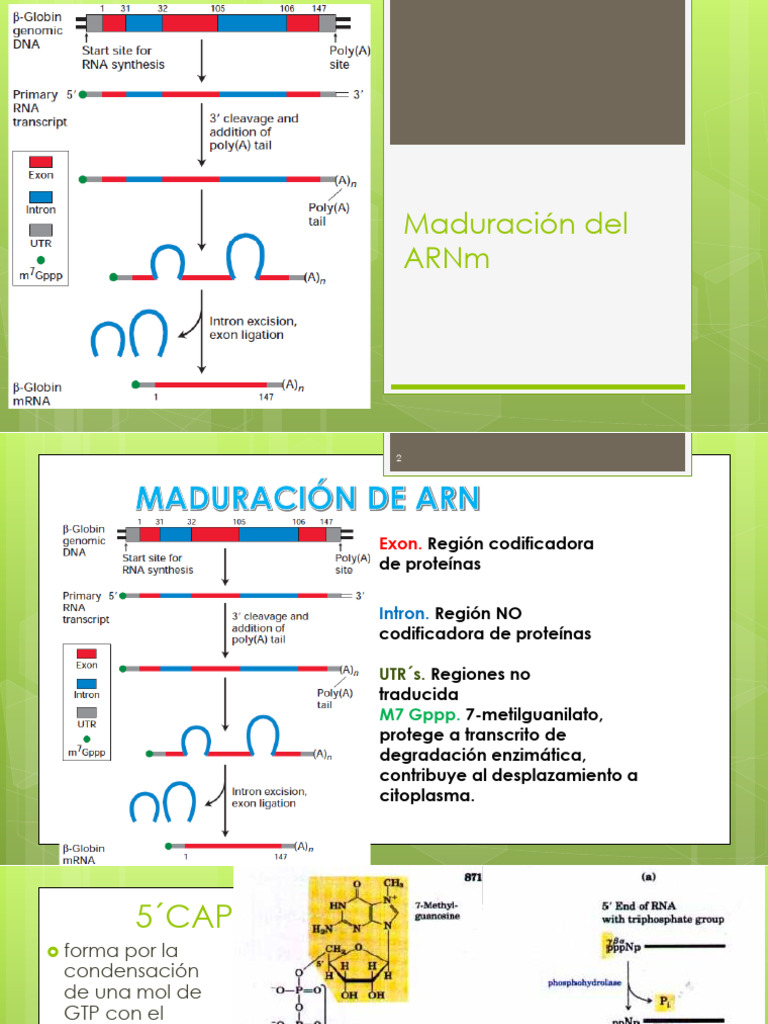 021_Maduración del ARN | PDF | Messenger Rna | Rna