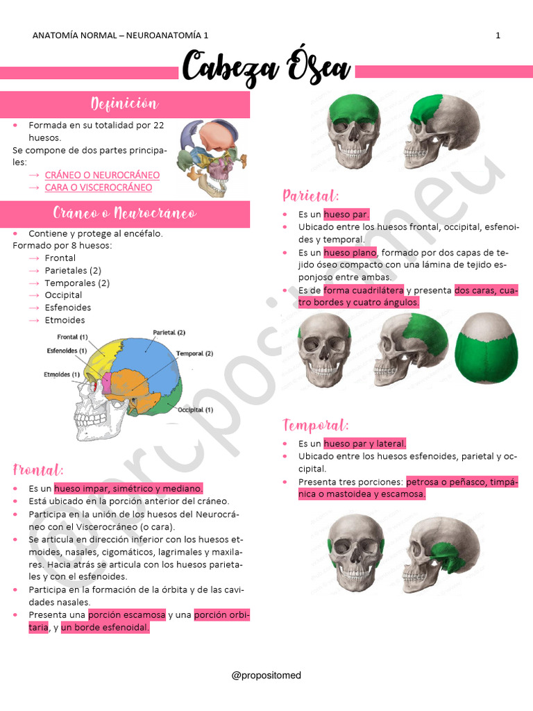 1-Cabeza Ósea | PDF | Cráneo | Cabeza y cuello humanos