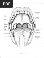 Les Amygdales Palatines | PDF | Angiologie | Anatomie humaine