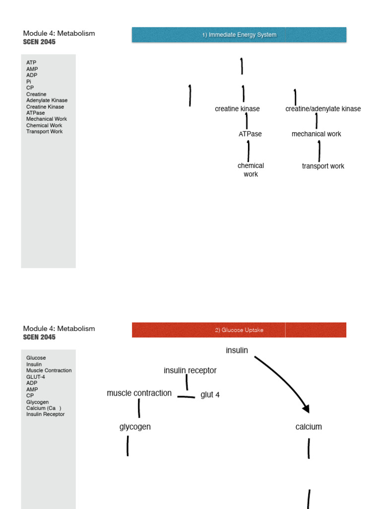 Metabolism Overview: Energy Systems & Pathways | PDF | Glycolysis ...