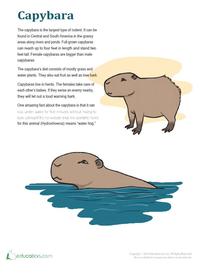Facts About Capybara | PDF
