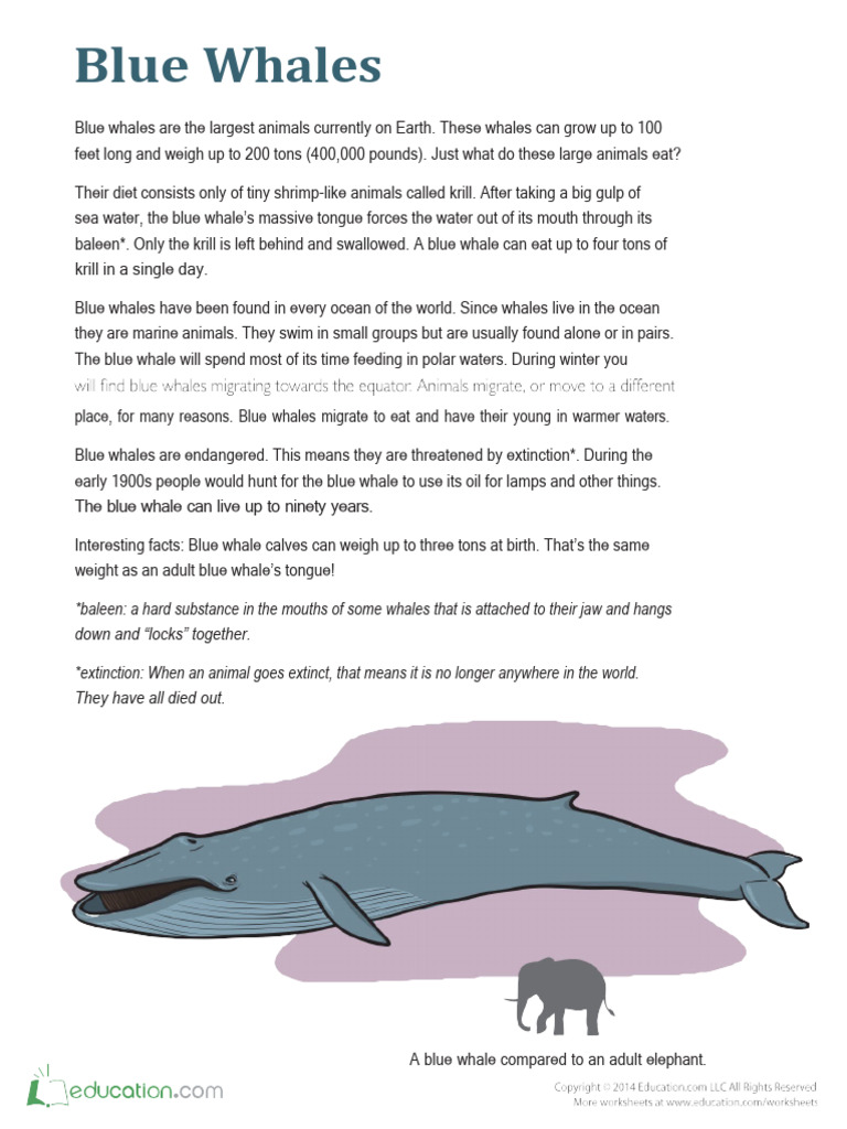 Blue Whale Facts for Kids | PDF | Home & Garden
